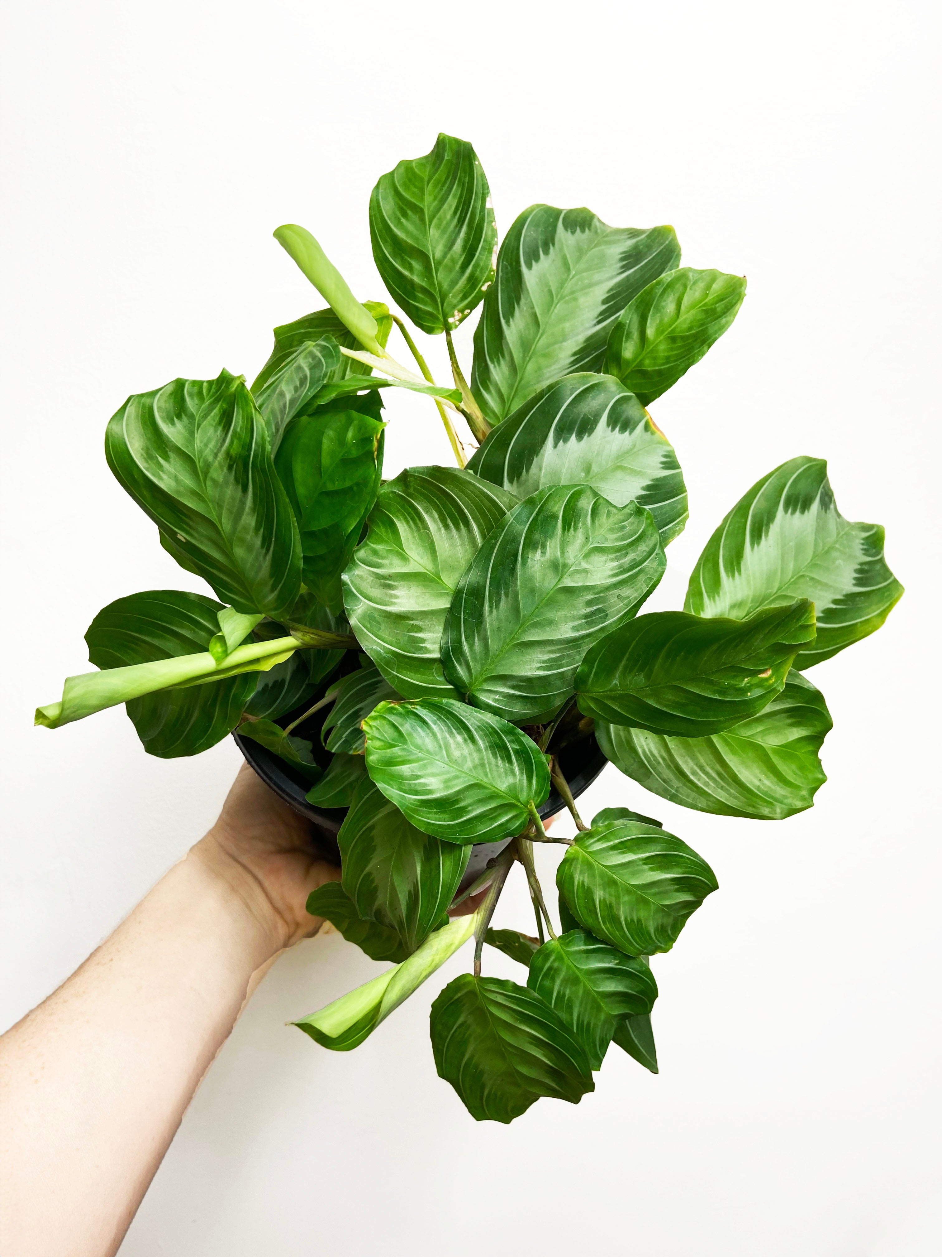 Maranta Silver Band Prayer Plant – ThePlantVet