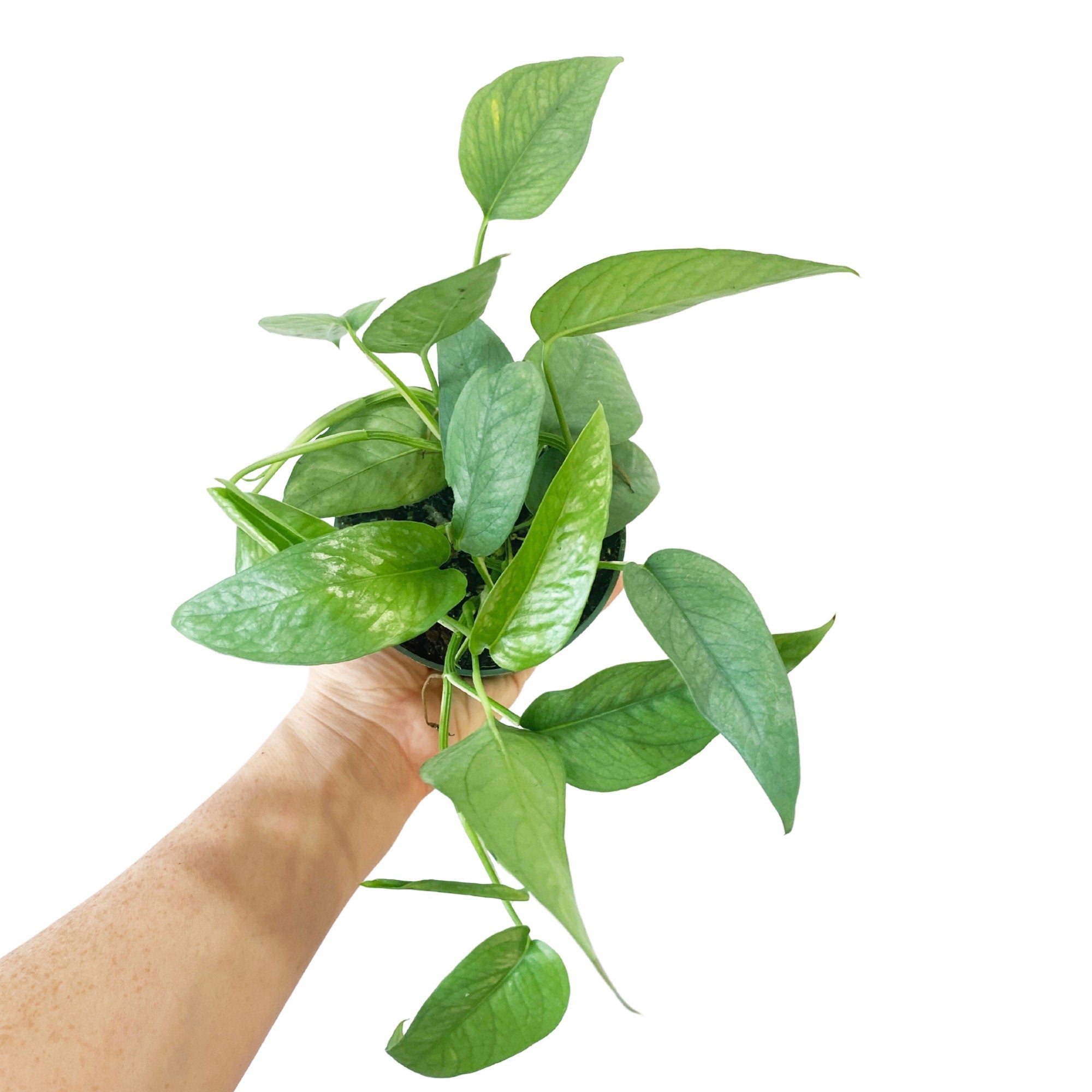 Cebu Blue Pothos – ThePlantVet