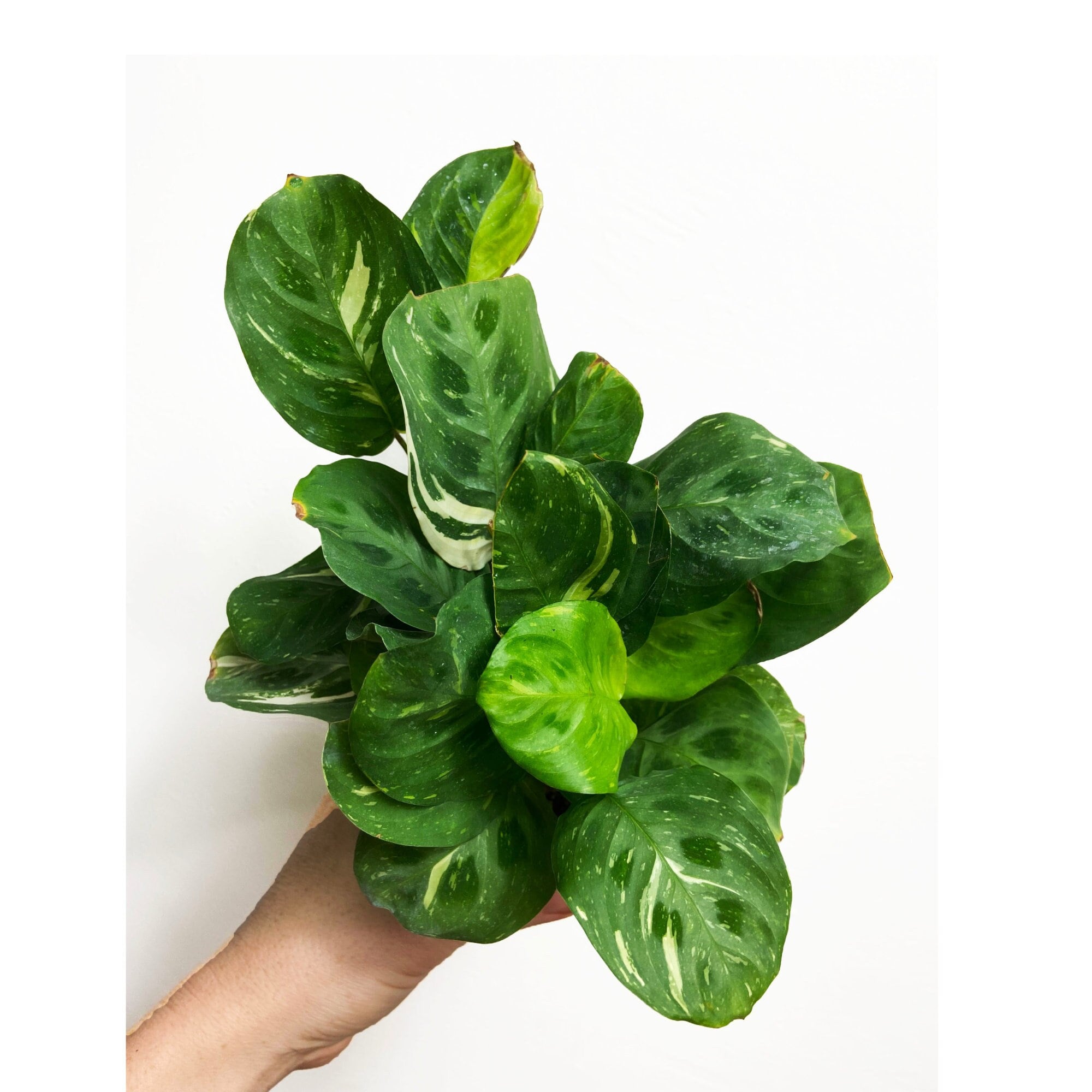 Maranta Beauty Kim, Variegated Prayer Plant – ThePlantVet